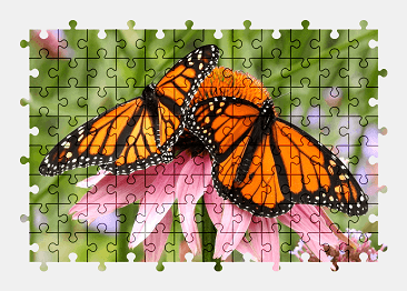 Monarch Butterflies - Jigsaw Puzzles Online